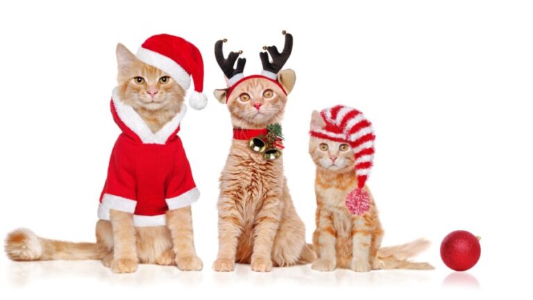 Cat-Themed Christmas Cards | Postable